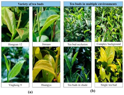 Rt Detr Tea A Multi Species Tea Bud Detection Model For Unstructured Environments