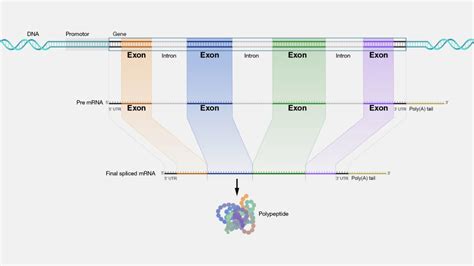 Экзон определение термина в генетике