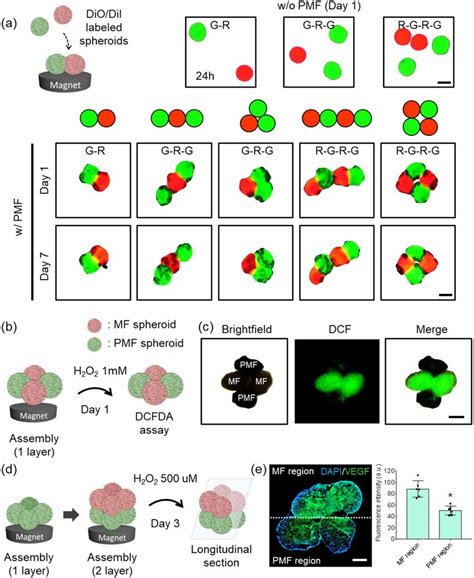 A Schematic Illustration And Bright Field Fluorescence Merged Images Download Scientific