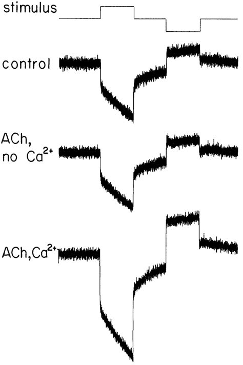 Example Of Square Pulse Electrical Stimulation Top Trace Stimulus