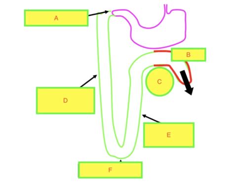 Carnivore Duodenum Anatomy Quiz