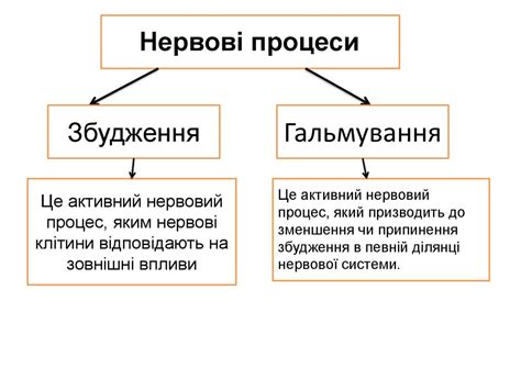 Будова нервової системи Центральна і переферична нервова система людини презентация онлайн