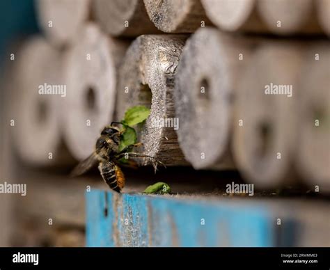 A Leaf Cutter Bee Carrying Leaf Section To The Bee Hotel And Sealing The Nesting Tubes Stock