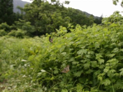 翔写真館キマダラルリツバメ