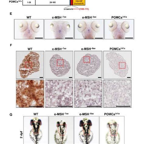 Schematic Structure Of Proopiomelanocortin Pomc Simplified Download Scientific Diagram