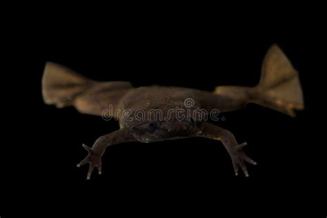 Surinam Toad Pipa Pipa Stock Image Image Of South 28311183