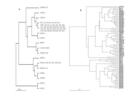 AFLP Profile Analysis A UPGMA Dendrogram Based On Presence Absence Download Scientific