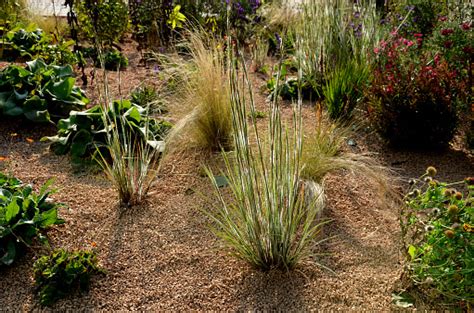 꽃 침대에있는 꽃이 만발한 Asters는 단일 재배 꽃의 양탄자를 형성합니다 키가 큰 잔디 뒤에 정원 배치 대초원 햇볕이 잘 드는 캐릭터 베이지 색 자갈로 멀칭 흰색 석회암