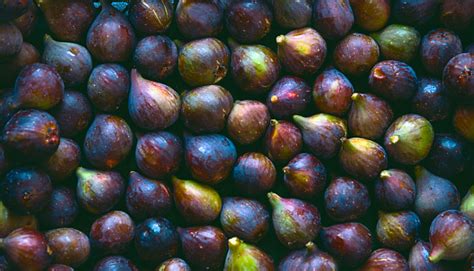 무화과의 배경 파란색에서 샐러드까지 모든 색조 훌륭한 식료품 점 광고 열매의 유혹 배너 상단 보기 무화과에 대한 스톡 사진 및 기타 이미지 Istock