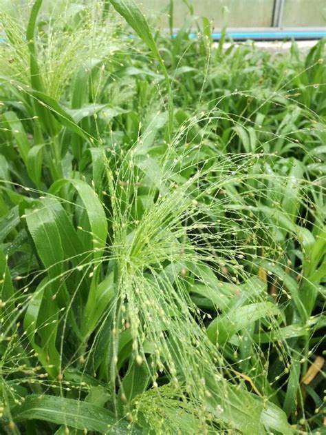 Panicum Elegans Frosted Explosion Flower Farm Plants Farm