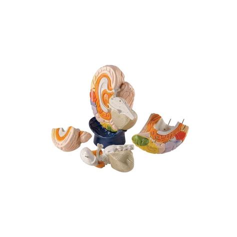 The 3b Scientific 4 Part Brain Model Medi Shopgr