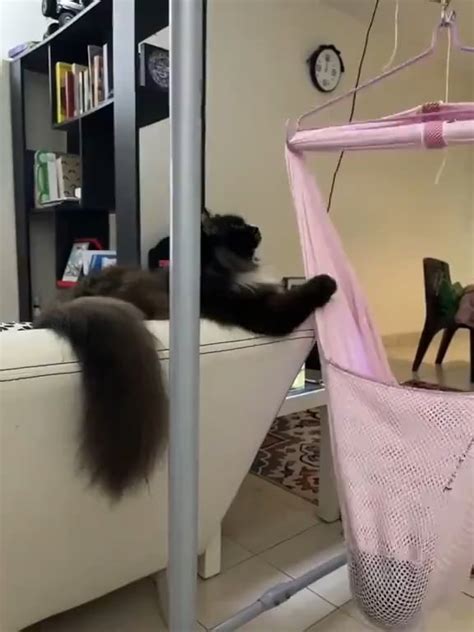 Cat R Aww S