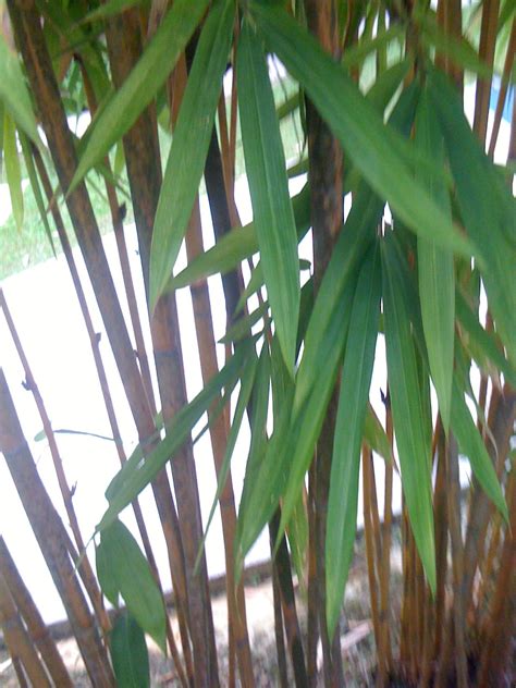 Typical Bamboo Plants Around Singapore FengShui Geomancy Net