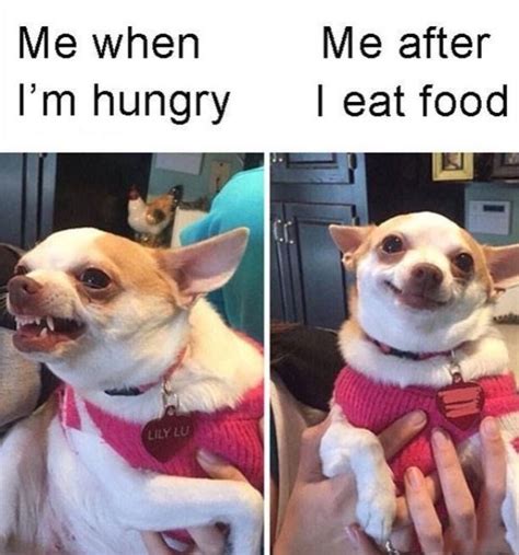 Hungry Memes Hangry Memes Food Memes Food Humor Foodie Memes