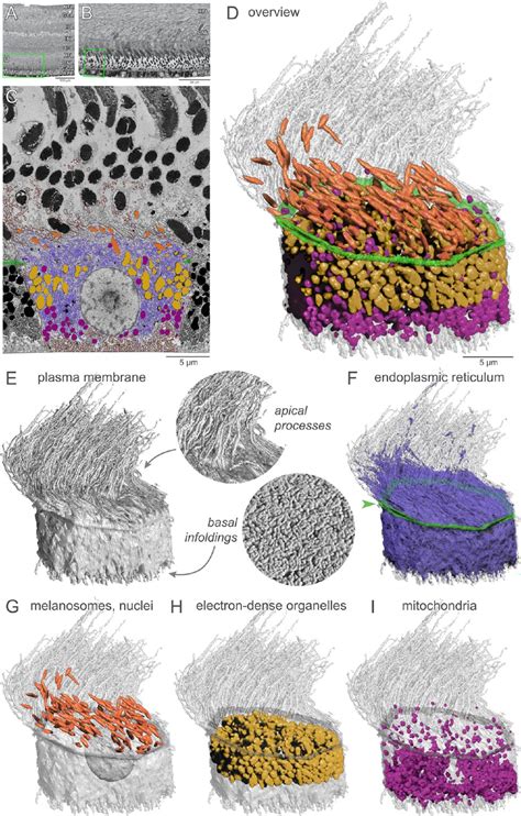 Andreas Pollreisz On Linkedin Ever Seen A Human Rpe Cell At Nanometer