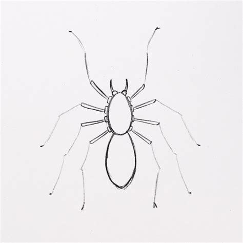 How To Draw A Spider With Amazing Details