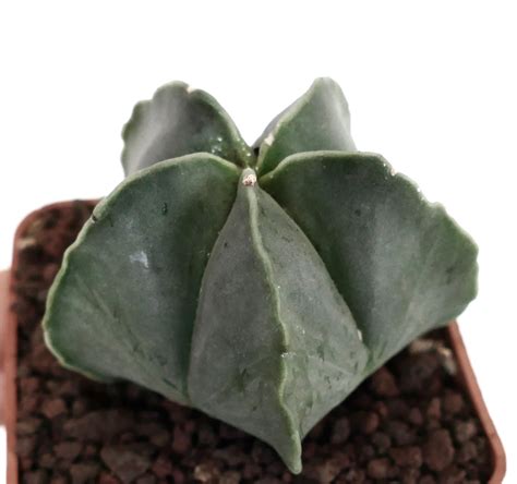 Astrophytum Myriostigma Var Nudum Buy Now