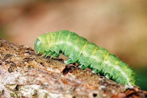 Green Poisonous Caterpillar Florida Dont Touch Floridas Puss