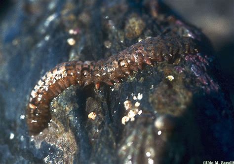 Bio385 Annelida