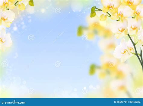黄色兰花精美花背景 库存照片 图片 包括有 花束 节假日 花瓣 新鲜 玻色子 复制 花卉 抽象 65643734