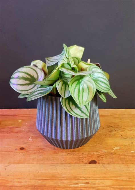 Peperomia argyreia 15cm - small and green