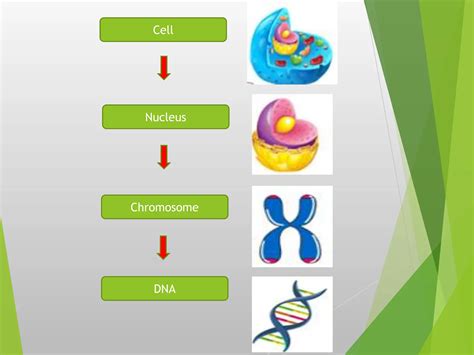 Dna And Rna Structure Functions Types Difference Similarities