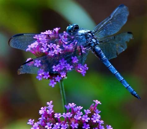 The Amazing Dragonfly Hubpages