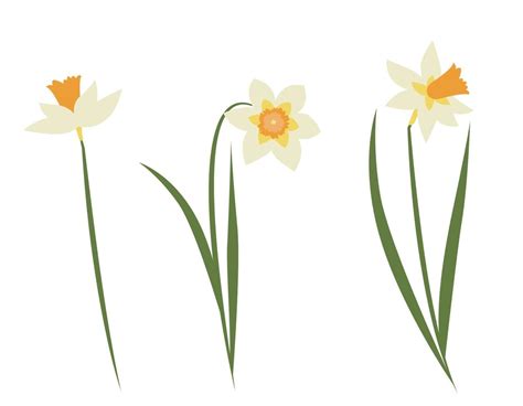 Set Of Daffodils In Flat Style Beautiful Garden Flowers 13150946