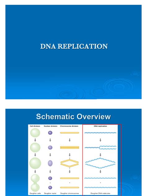 Dna Replication Pdf Dna Replication Dna