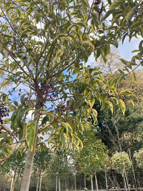 Ligustrum Excelsum Superbum The Otter Nursery