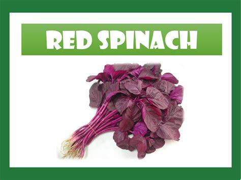 Red Spinach Red Amaranth Farmchoice Agribusiness