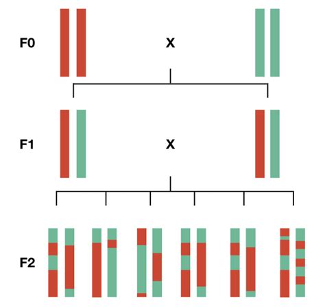 Modular Control Of Time And Space During Vertebrate Axis Segmentation