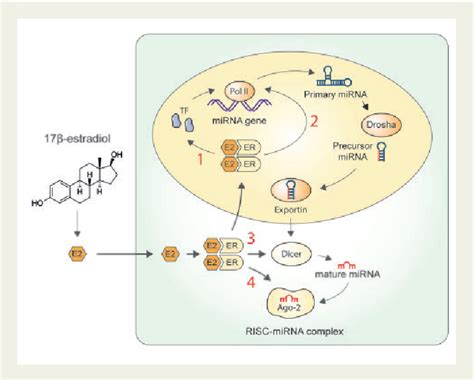 Figure 1 From Gender And Cardiovascular Disease Are Sex Biased