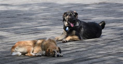 კახეთში ცოფის შემთხვევები გამოვლინდა