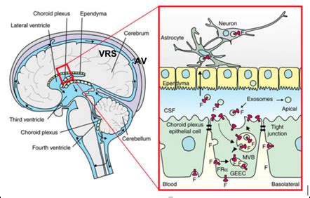 Choroid Plexus Blood CSF Barrier Major Player In Brain Disease Modeling And Neuromedicine