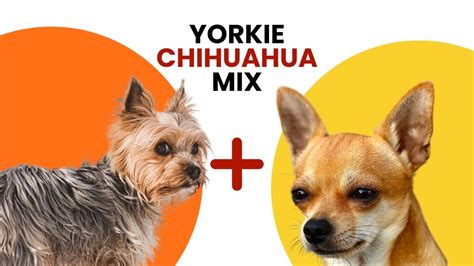 Yorkie Chihuahua Mix Full Grown