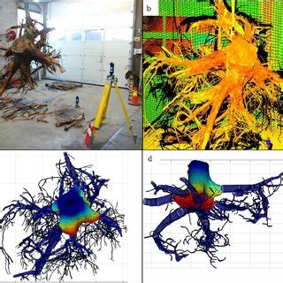 Root System Images A Root System Suspended At Scanning B A