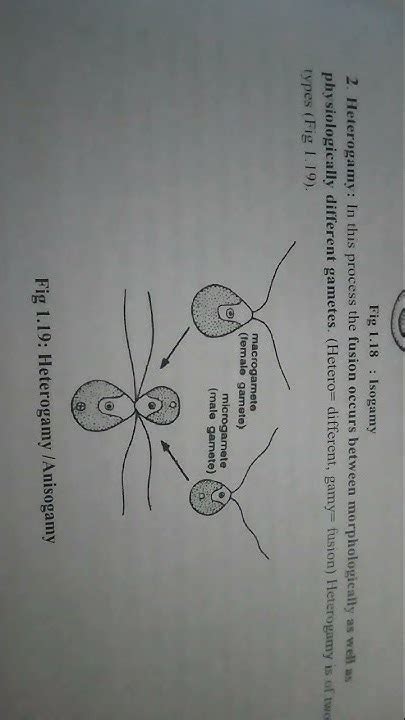 Heterogamy In Algae Youtube