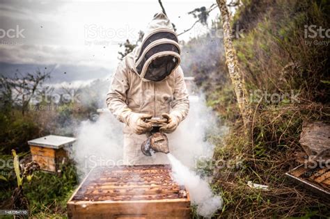 꿀벌 흡연자를 사용하여 양봉장에서 일하는 중년 양봉가 곤충에 대한 스톡 사진 및 기타 이미지 곤충 군체 꽃가루 Istock