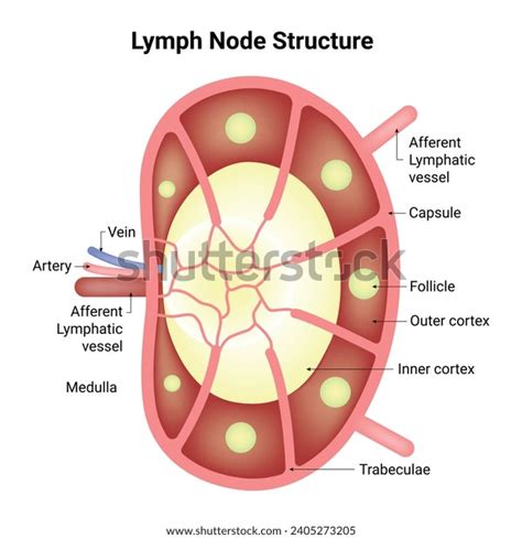 Lymph Node Structure Science Design Vector Stock Vector Royalty Free Shutterstock