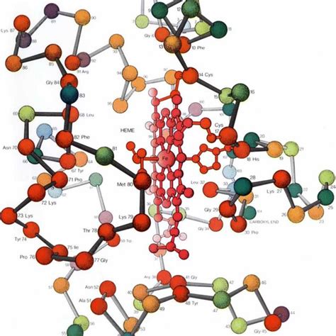 Pdf Rate Variation During Molecular Evolution Creationism And The Cytochrome C Molecular Clock