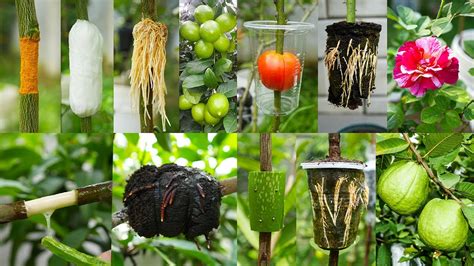 8 Great Unique Ideas For Propagating Fruit And Flower Trees Live YouTube