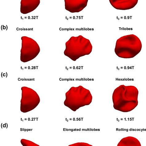 The Emergence Of Complex Shapes Induced By Different Inlet Sinusoidal Download Scientific