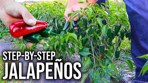 6 Jalapeno Growth Stages Ultimate Guide Seed To Harvest