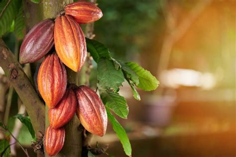 Definición Cacao Una Inmersión En El Mundo Del Chocolate