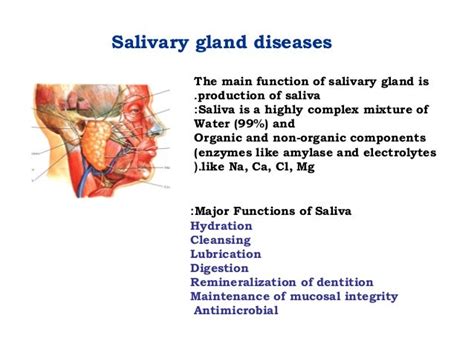 Functions Of The Salivary Glands Structure Of The Salivary Glands