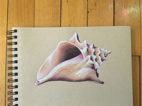 Seashell Drawing In Color At Andrew Gillan Blog