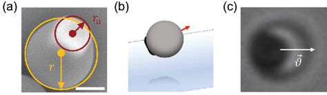 Figure 1 From Identifying The Orientation Of Active Janus Colloids In