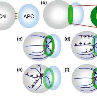 Steps In T Cell Activation A T Cell Activation Begins When The T Download Scientific Diagram