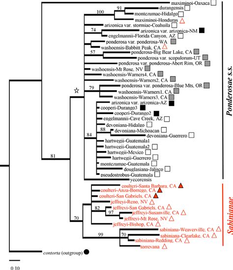 Bayesian Majority Rule Consensus Tree For Lea Like Showing Only Nodes Download Scientific
